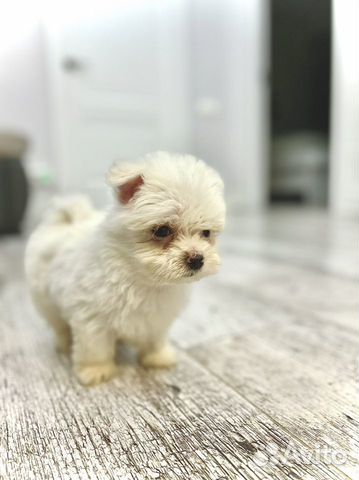 Собака мальтезе