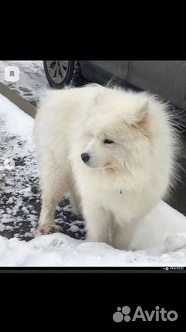 Потерялась Самоедская лайка