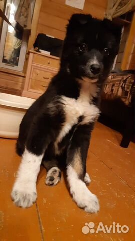 Щенки в дар