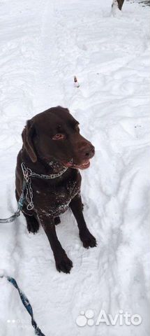 Лабрадор мальчик 3 года