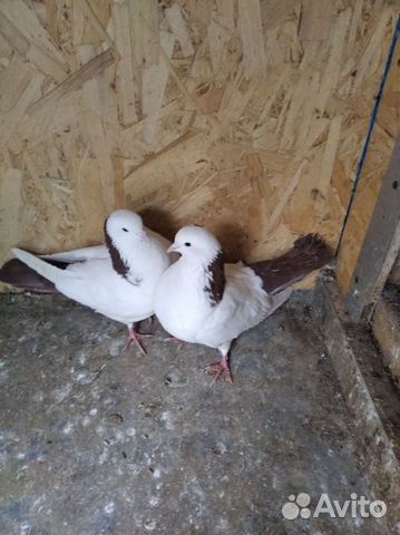 Продажа бакинских голубей