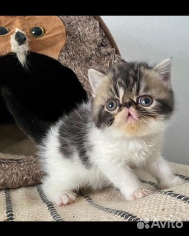 Экзотический плюшевый мальчик