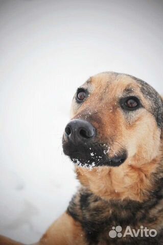 Собака Комета из приюта одиноко грустит
