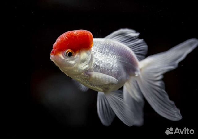 Золотая оранда красная шапочка