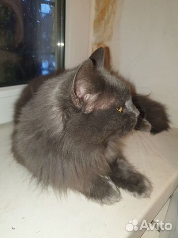 Пушистая кошка крысоловка