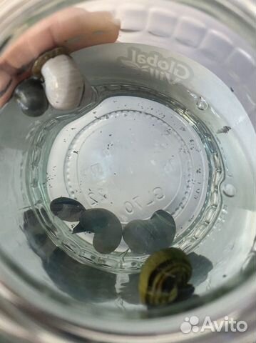 Улитки аквариумные