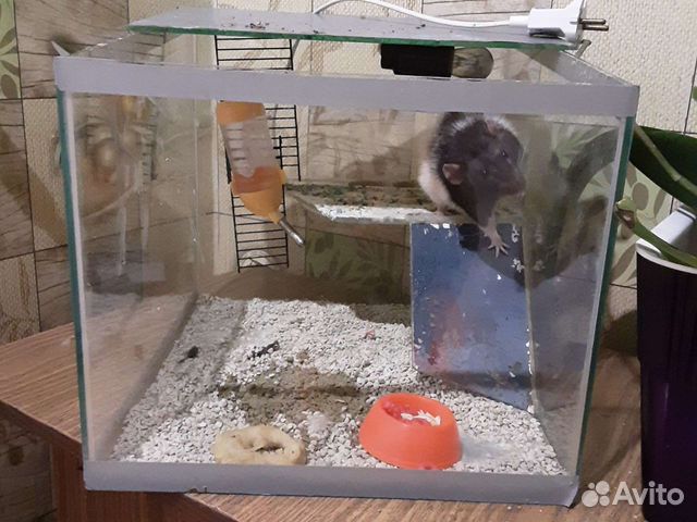Ручная крыса с террариумом