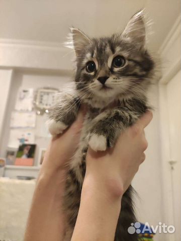 Котенок 2 месяца