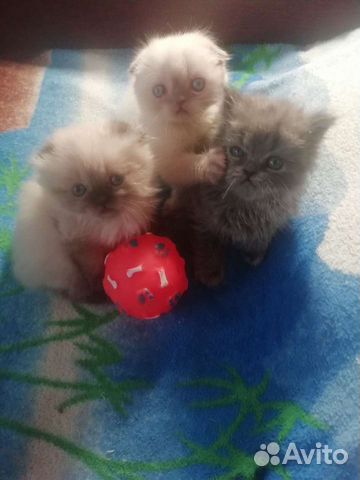 Шотландские котята