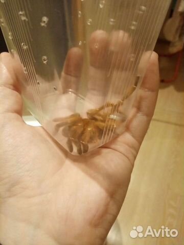 Pterinochilus murinus l9-10