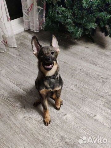 Щенок в добрые руки