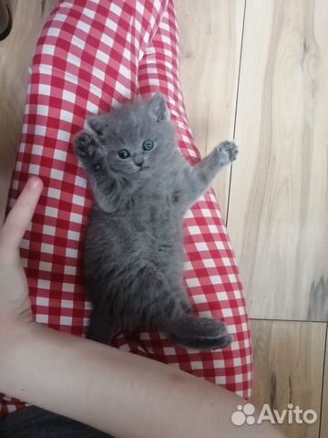Шотландский месячный котенок