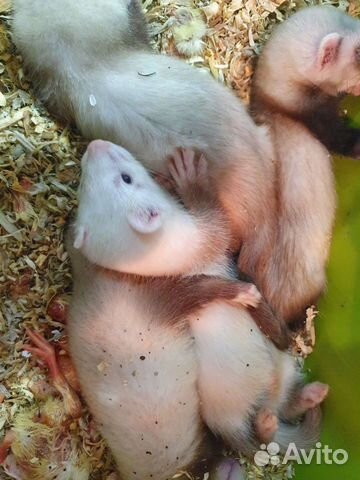 Хорек Хонорик