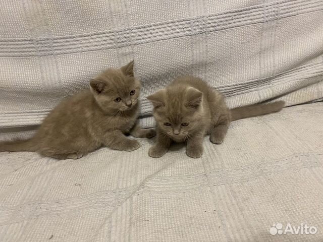 Британские котята (девочки)