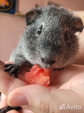 Морская свинка самец вязка