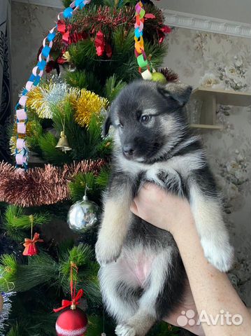 Щенок от аляскинского маламута