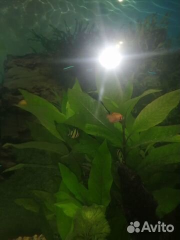 Аквариумные растения прополка