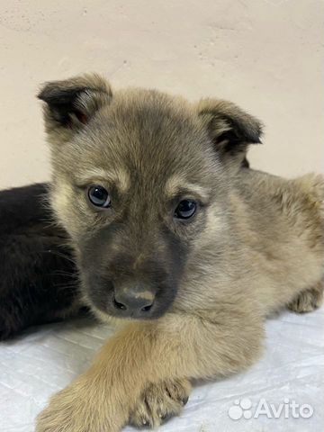 Целых восемь малюток счастья