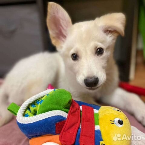 Отдам щенка кобелька в добрые руки