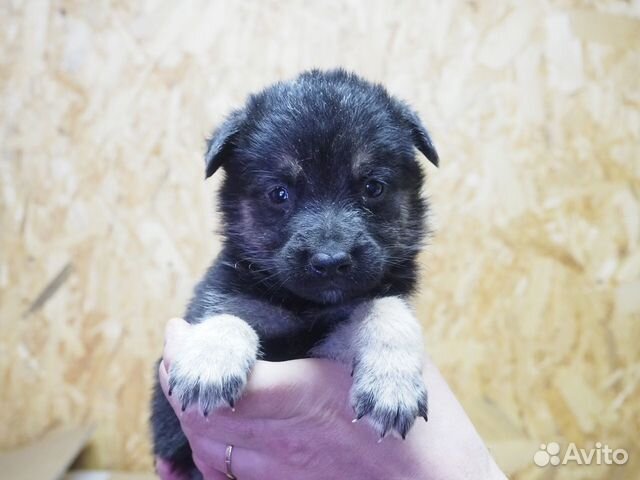 Щенок кроха в добрые руки, в дар