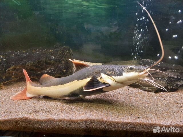 Краснохвостый сом