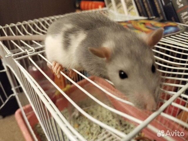Отдам крысу с клеткой