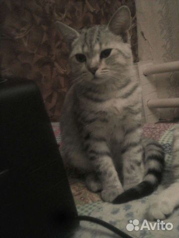 Котята шотландские бесплатно