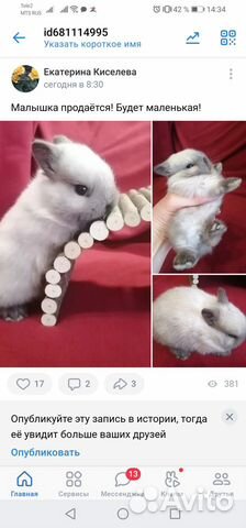 Продам карликовых декоративных кроликов породы цве