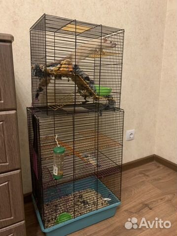 Крыса с клеткой бесплатно