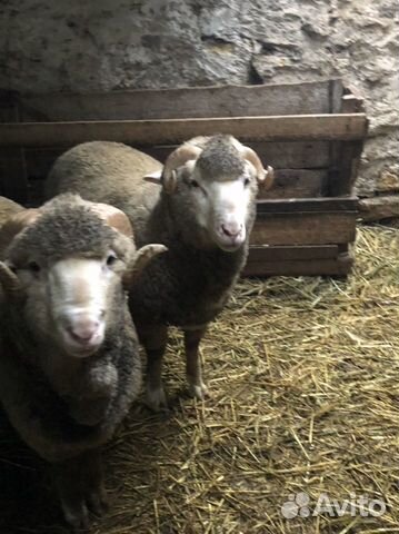 Баранчик и матки аткормишные