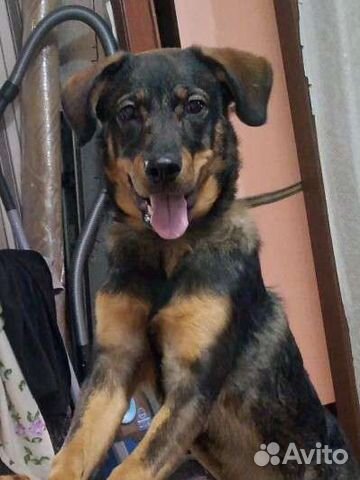 Собака в добрые руки