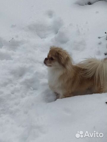 Пекинес, ждём жениха