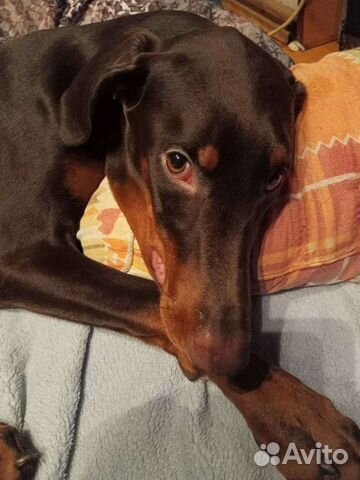 Щенок Доберман