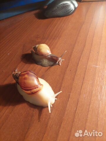 Улитки домашние