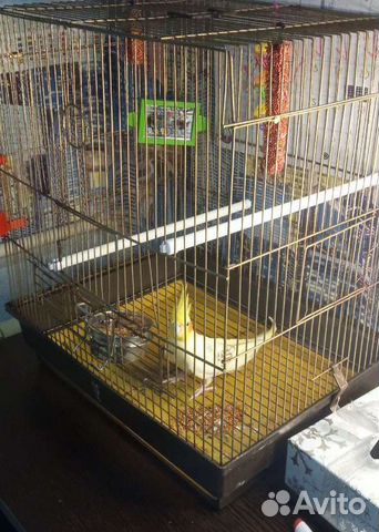 Птица Корелла с клеткой