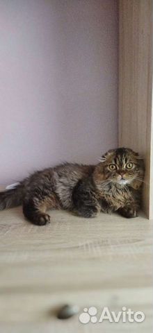 Вислоухий котёнок в разведение