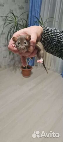 Крысята Дамбо