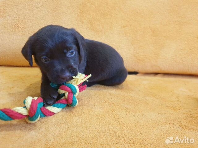 Щенок лабрадора