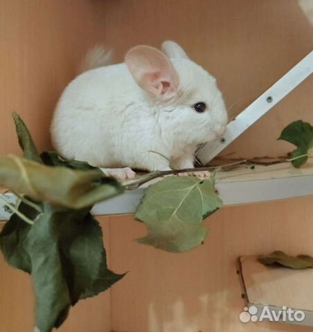 Шиншилла