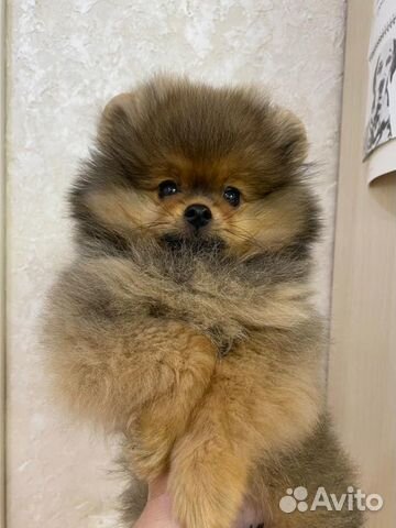 Щенок померанского шпица