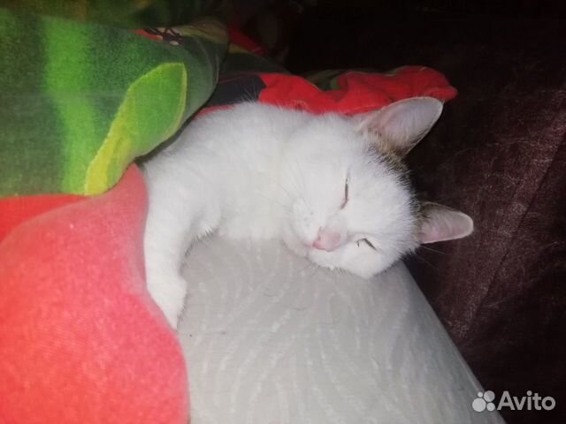 Котик ищет дом