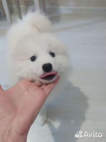 Самоедская собака