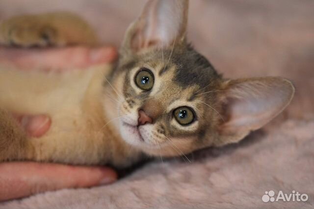 Абиссинский котик для вас