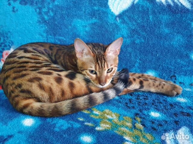 Бенгальская кошка