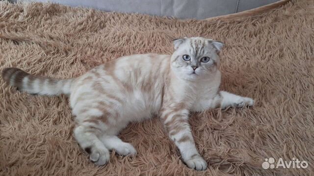 Шотландский вислоухий кот вязка
