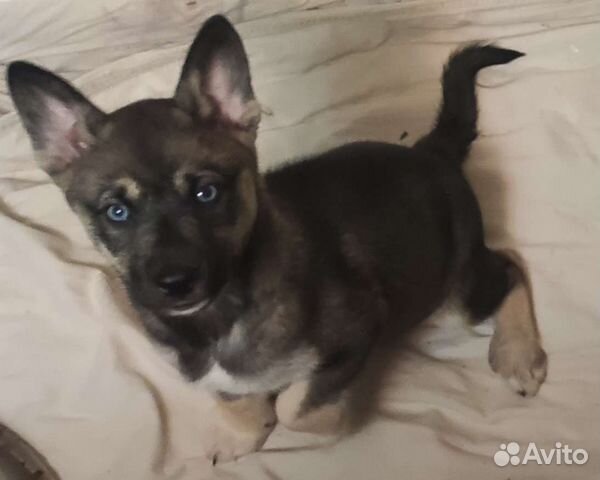 Девочка полухаски, 2мес