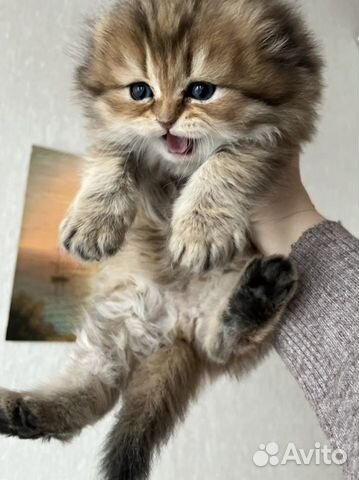 Шотландский вислоухий кот
