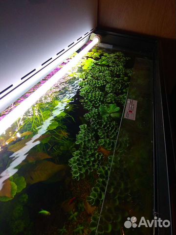 Аквариумные растения