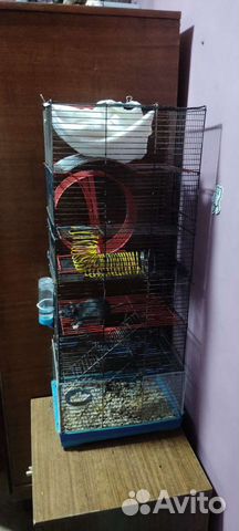2 крысы Дамбо, 2 клетки