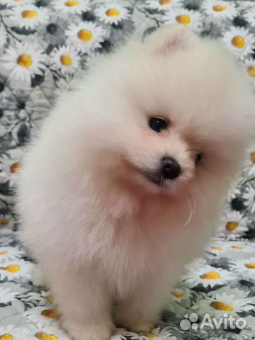 Померанский шпиц супер медвежата